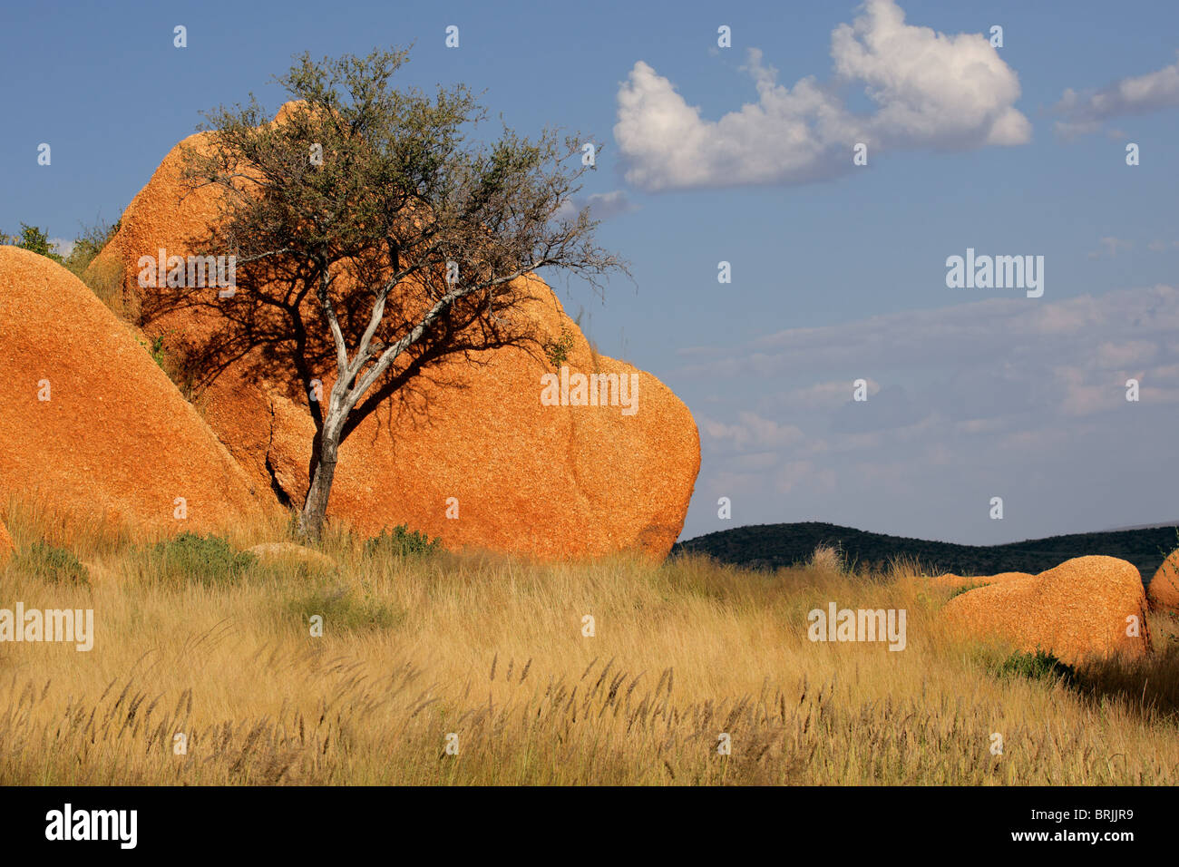 A shepherds tree (Boscia albitrunca) against a rock, Spitzkoppe ...