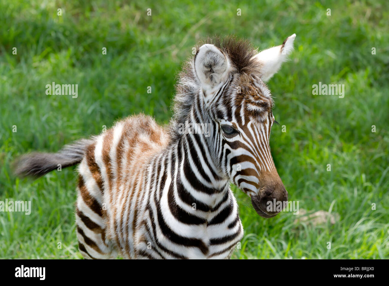 Baby zebra portrait at Lake Nakuru national reserve. Kenya. Africa ...