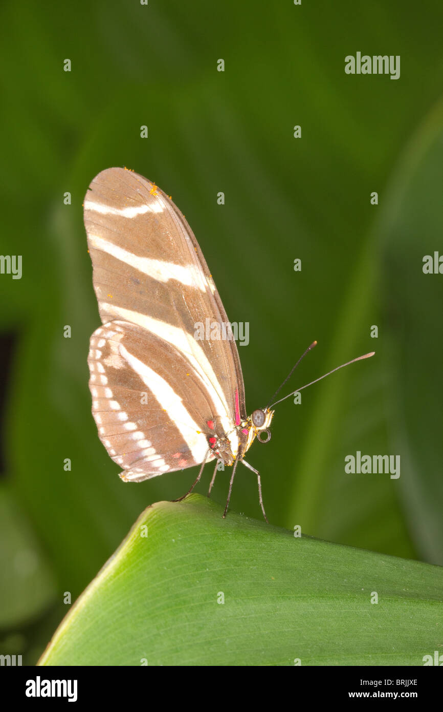 Zebra longwing butterfly macro with green leaves background Stock Photo ...