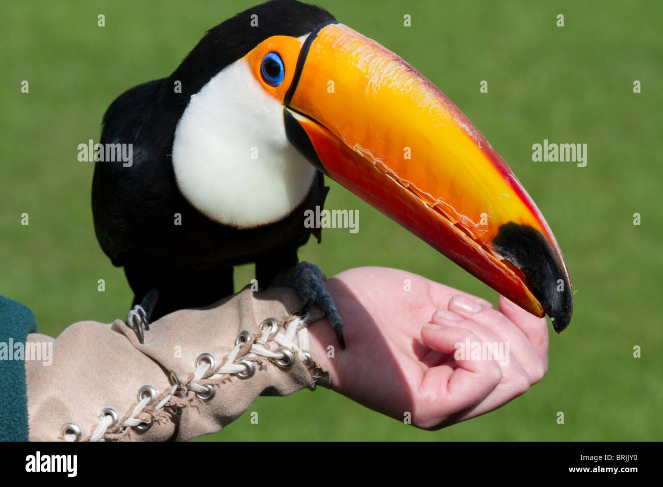 Toucan hi-res stock photography and images - Alamy