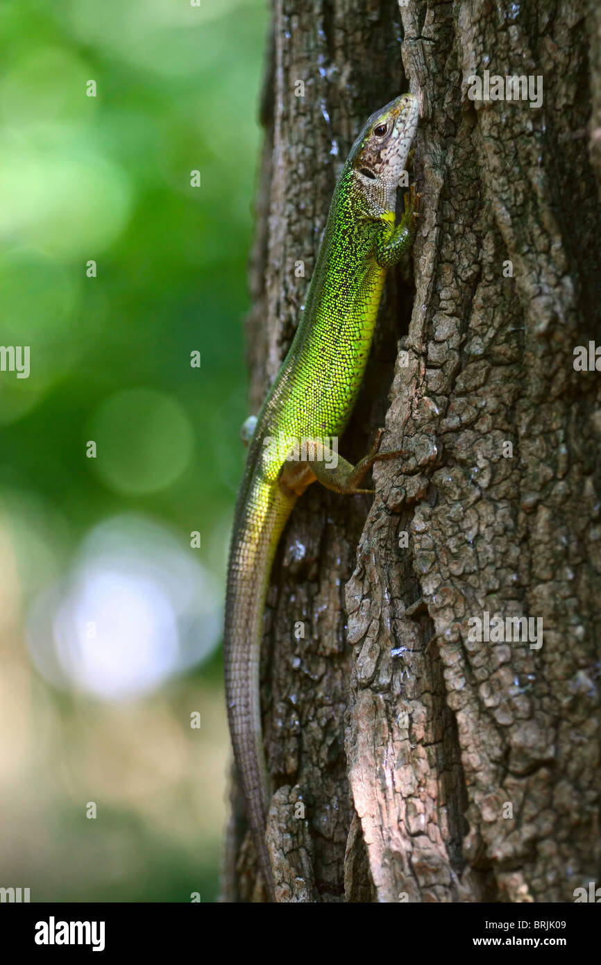 Green lizard on a tree bark Stock Photo - Alamy