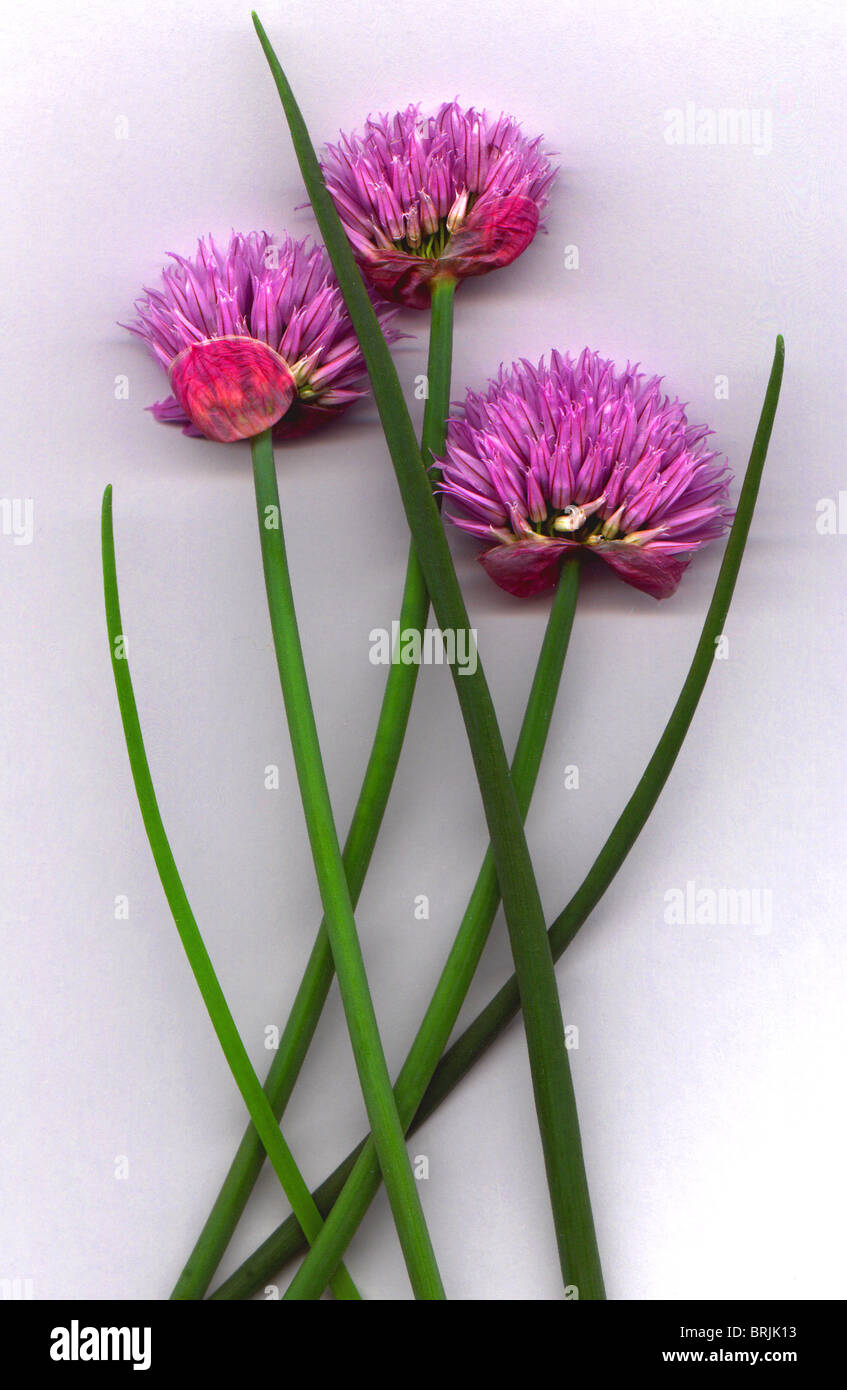 Flowering Chives Plant - Garden Herb Stock Photo - Alamy