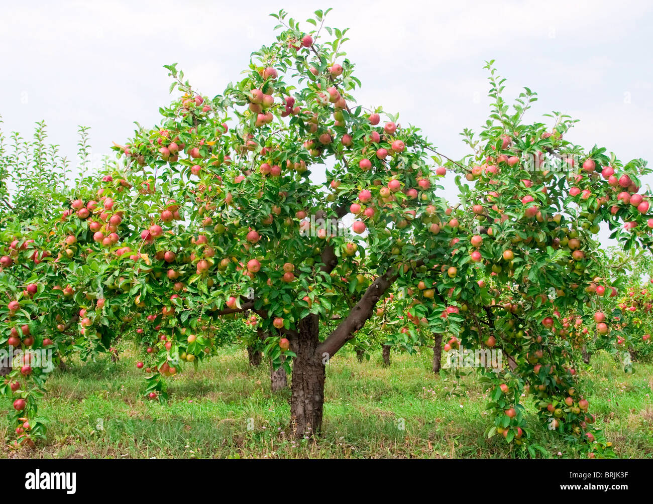 Red apple tree orchard hi-res stock photography and images - Alamy