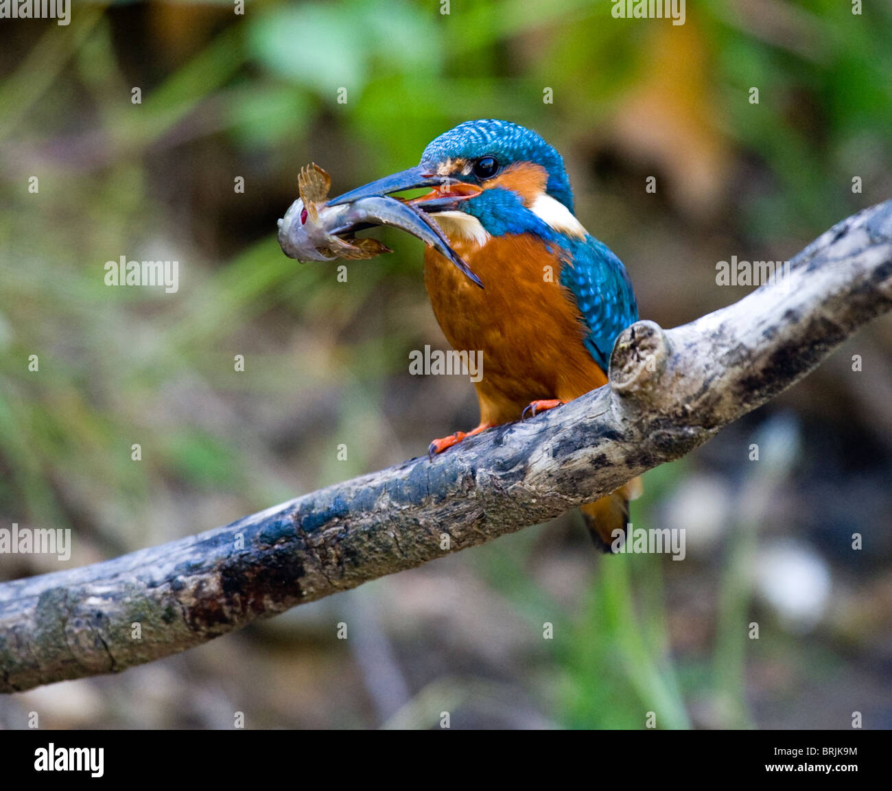 Kingfisher with a fish in its beak Stock Photo - Alamy
