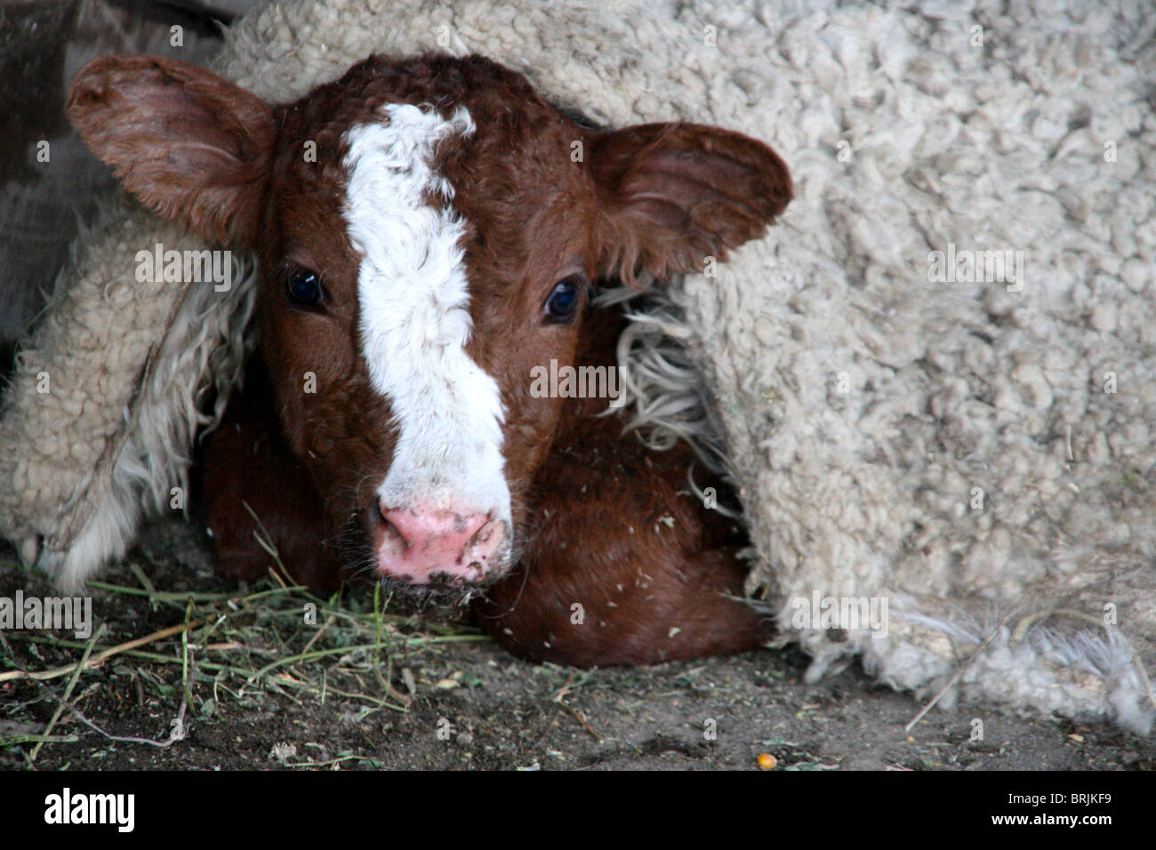 A little calf needs a bit of help and warmth after her mother passed ...