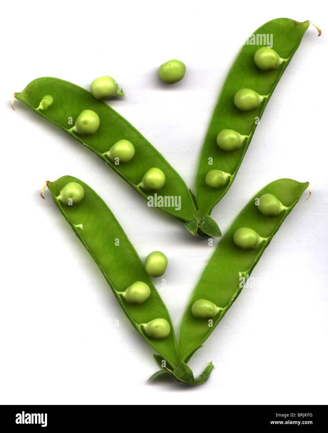 Sweet pea flower seeds hi-res stock photography and images - Alamy