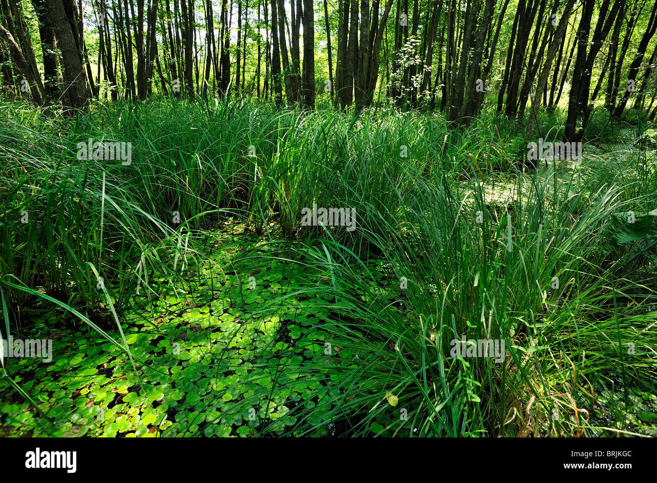 Biebrza river National Park, wetland swamp Stock Photo - Alamy