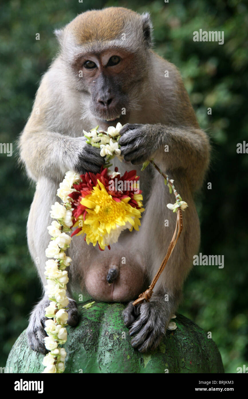 Macaque monkeys at the Batu Caves, Malaysia Stock Photo - Alamy