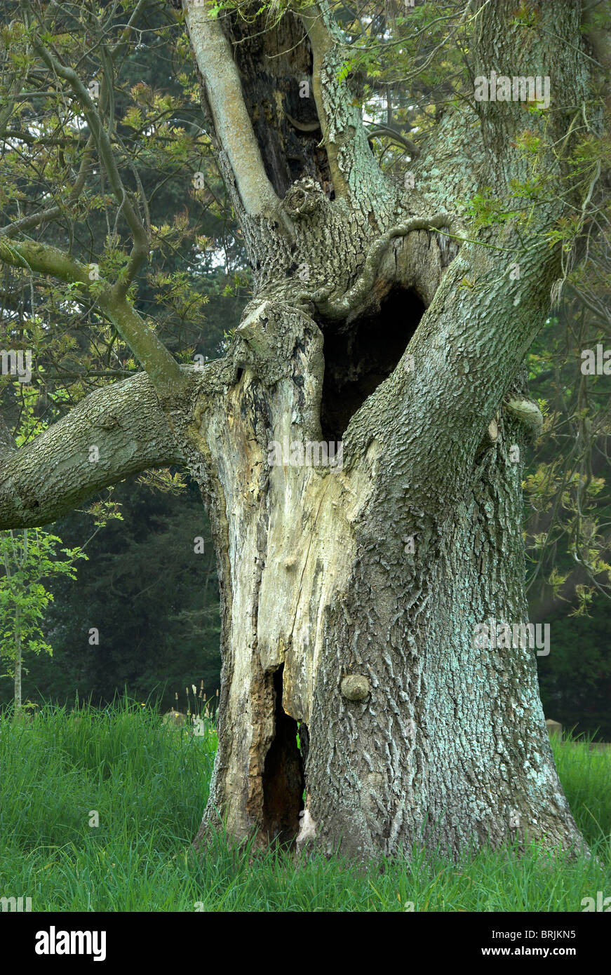 Ancient ash tree uk hi-res stock photography and images - Alamy