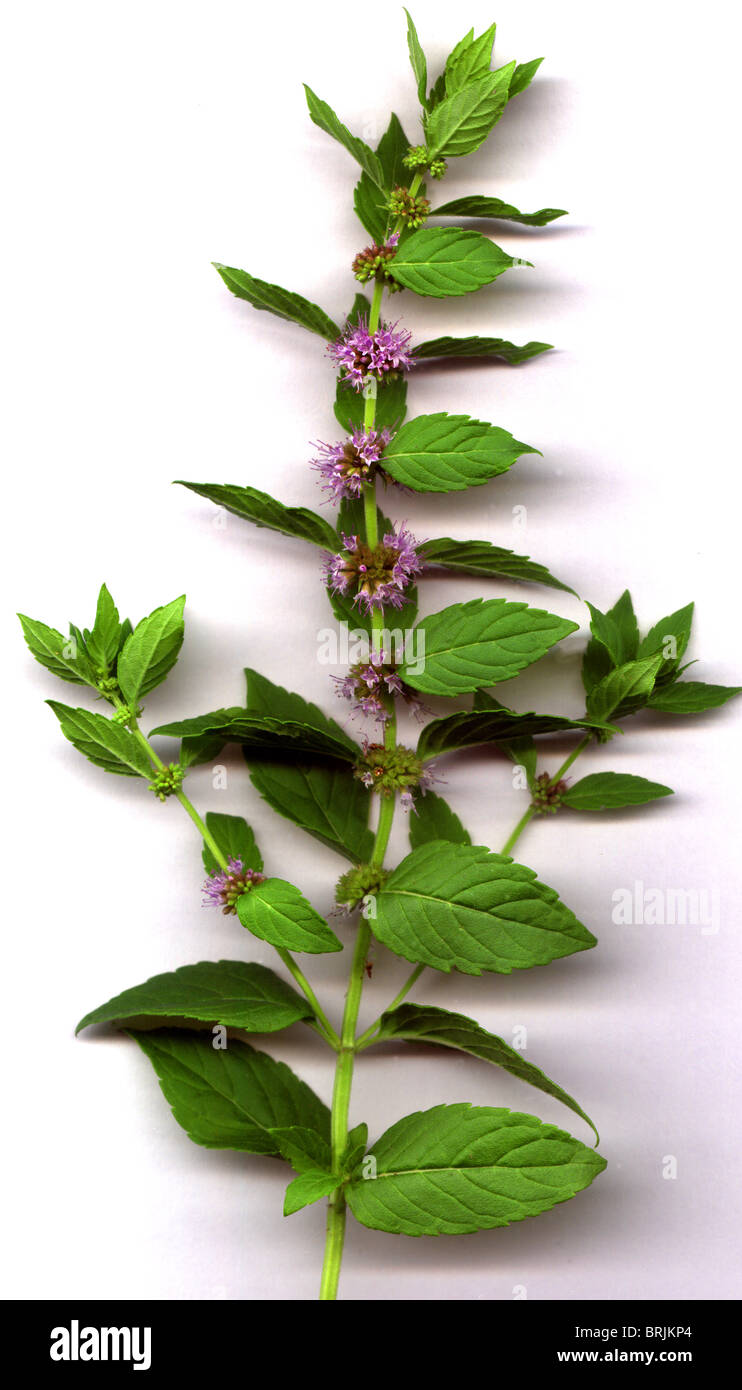 Wild Mint Plant in Bloom Stock Photo - Alamy