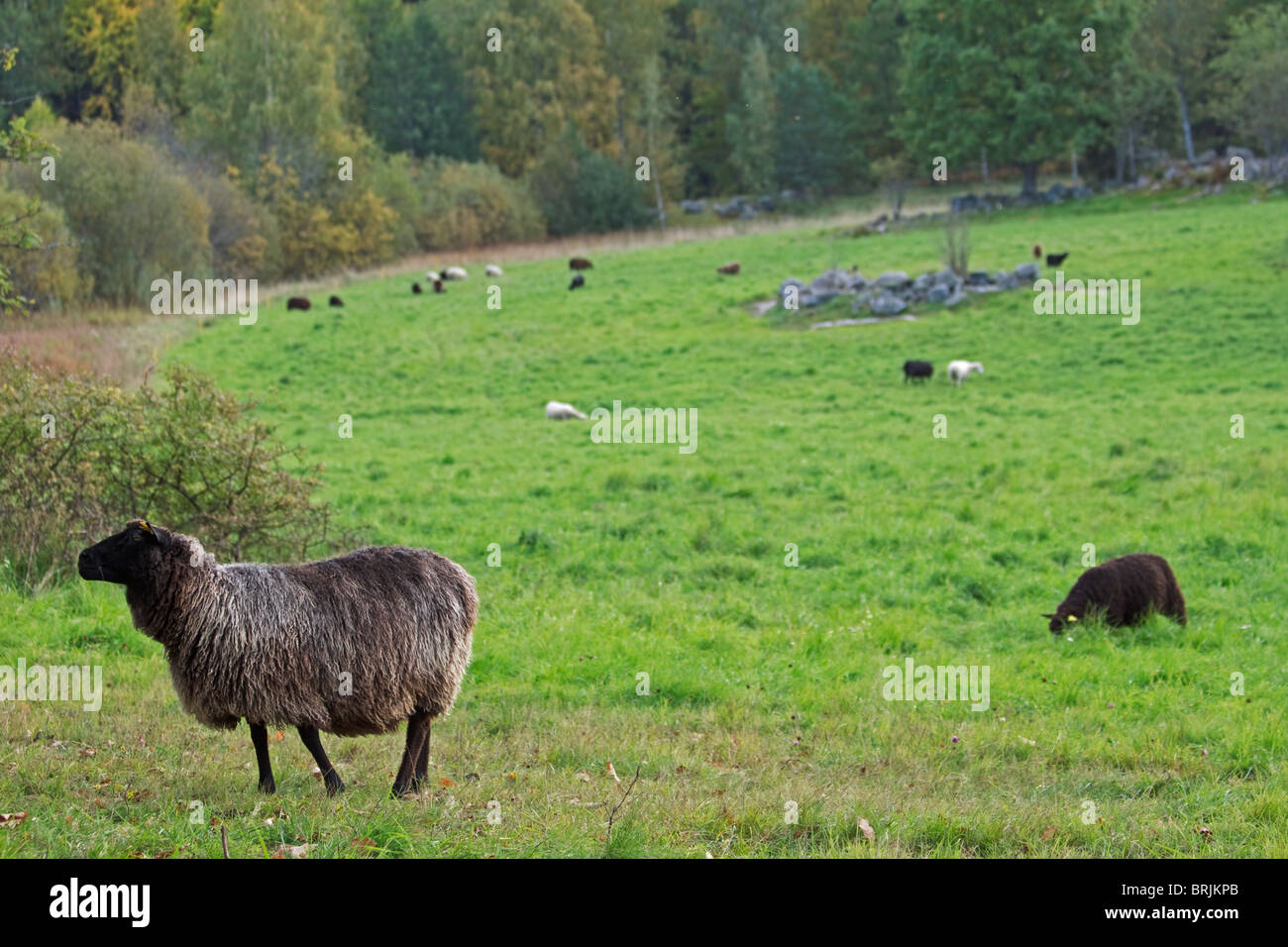Gray sheep in focus Stock Photo - Alamy