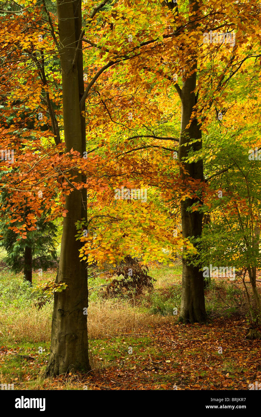 Ashmore, dorset uk hi-res stock photography and images - Alamy