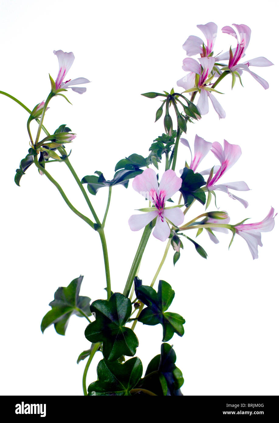 Geranium Flowers Cut Out High Resolution Stock Photography and Images ...