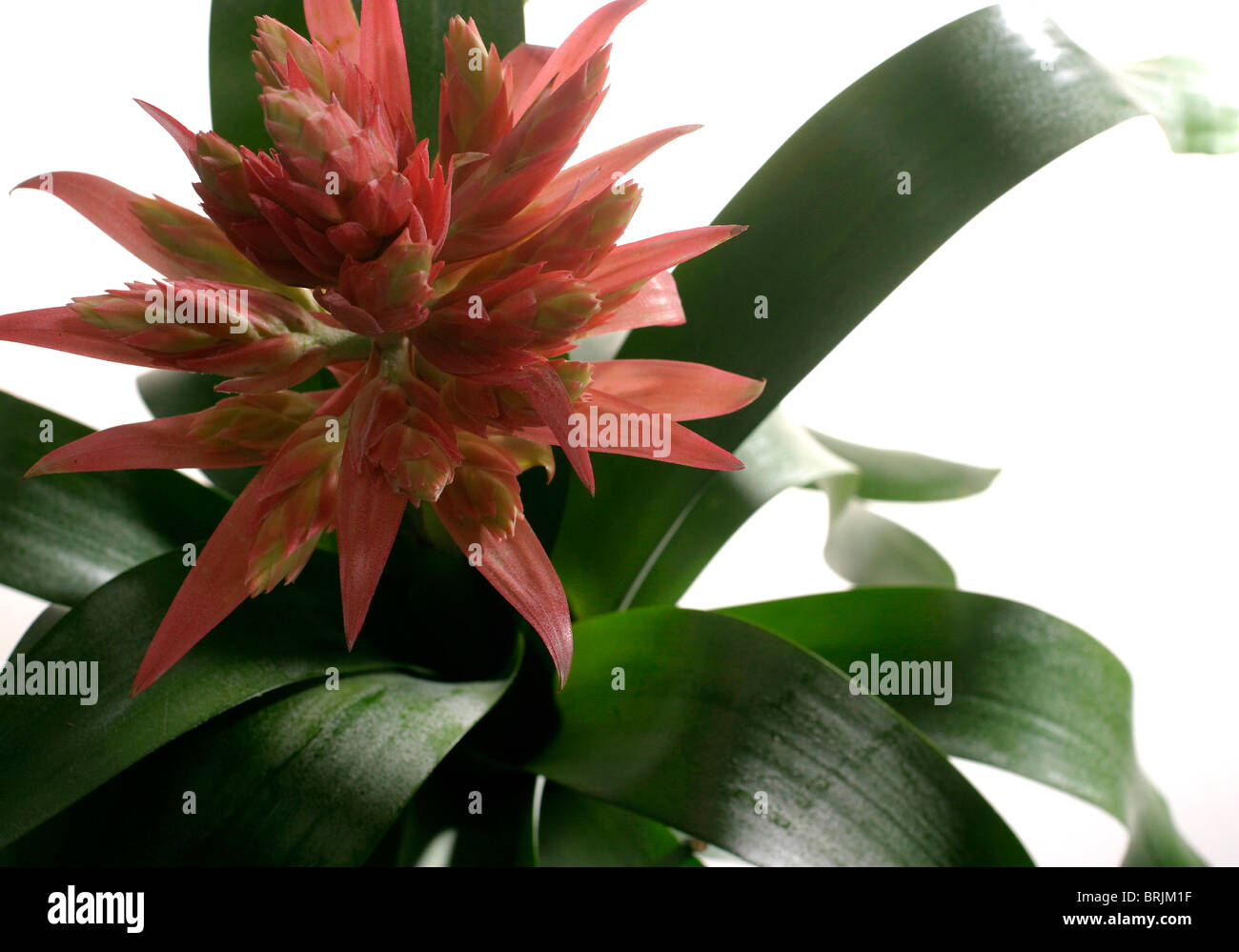 Bromeliad bromeliaceae hi-res stock photography and images - Alamy