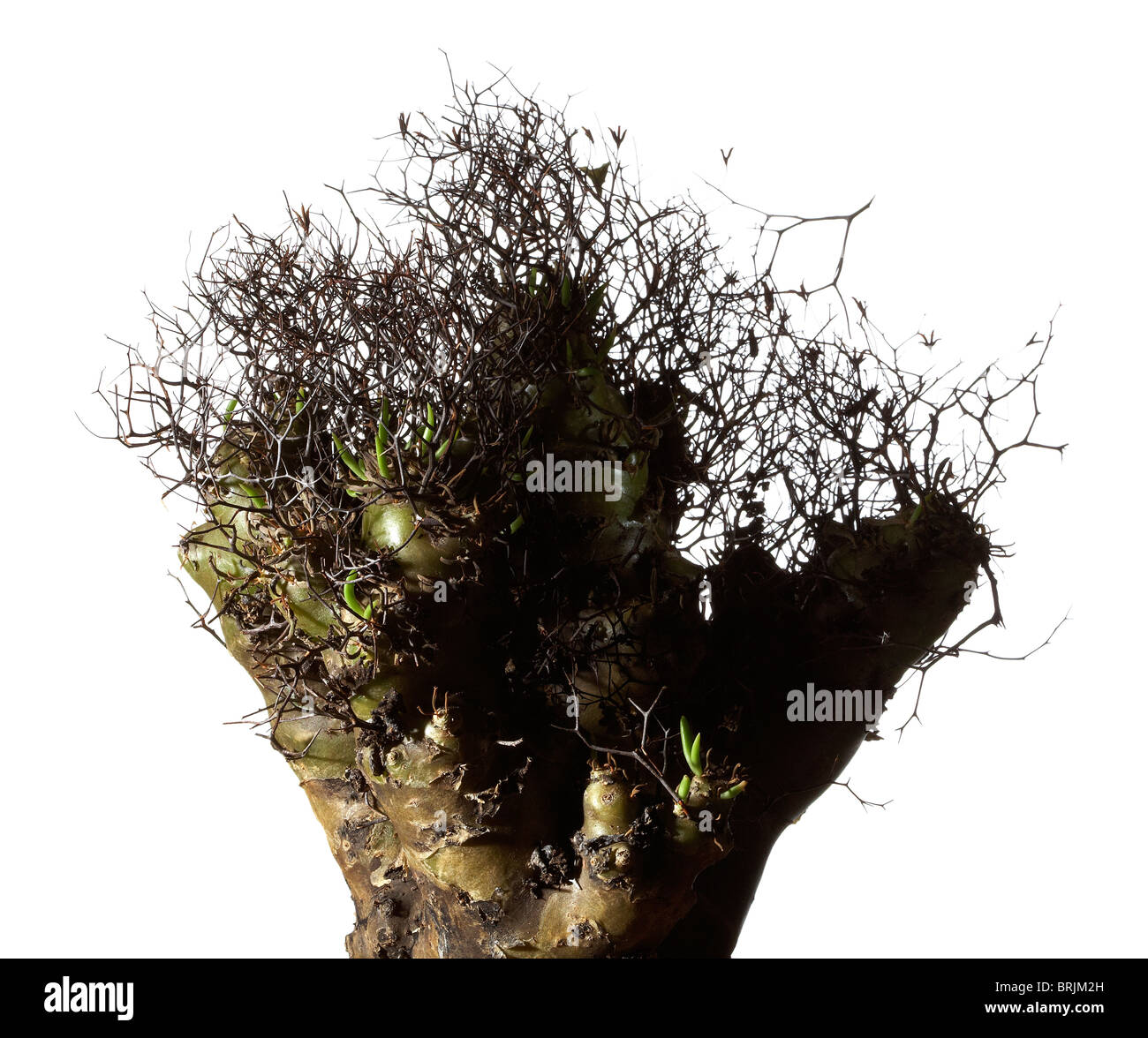 Tylecodon paniculatus, close-up Stock Photo - Alamy