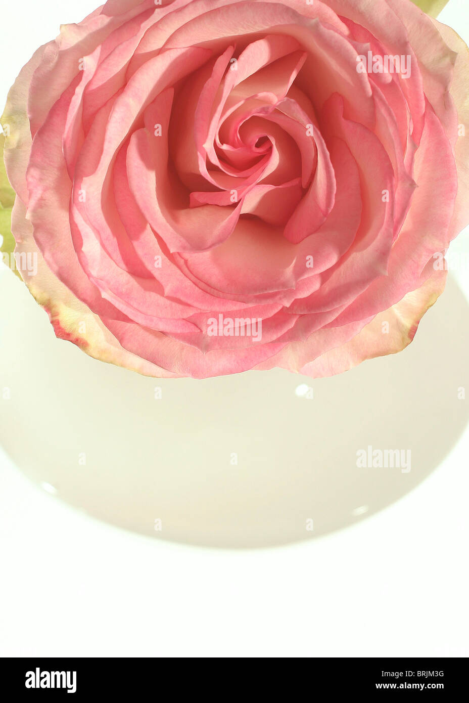 Tight pink rose hi-res stock photography and images - Alamy