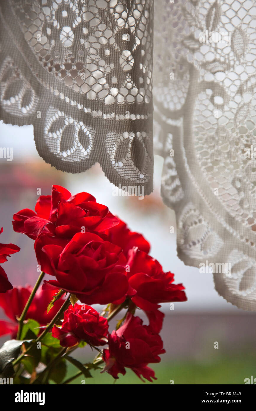 Roses and Lace Curtain Stock Photo - Alamy