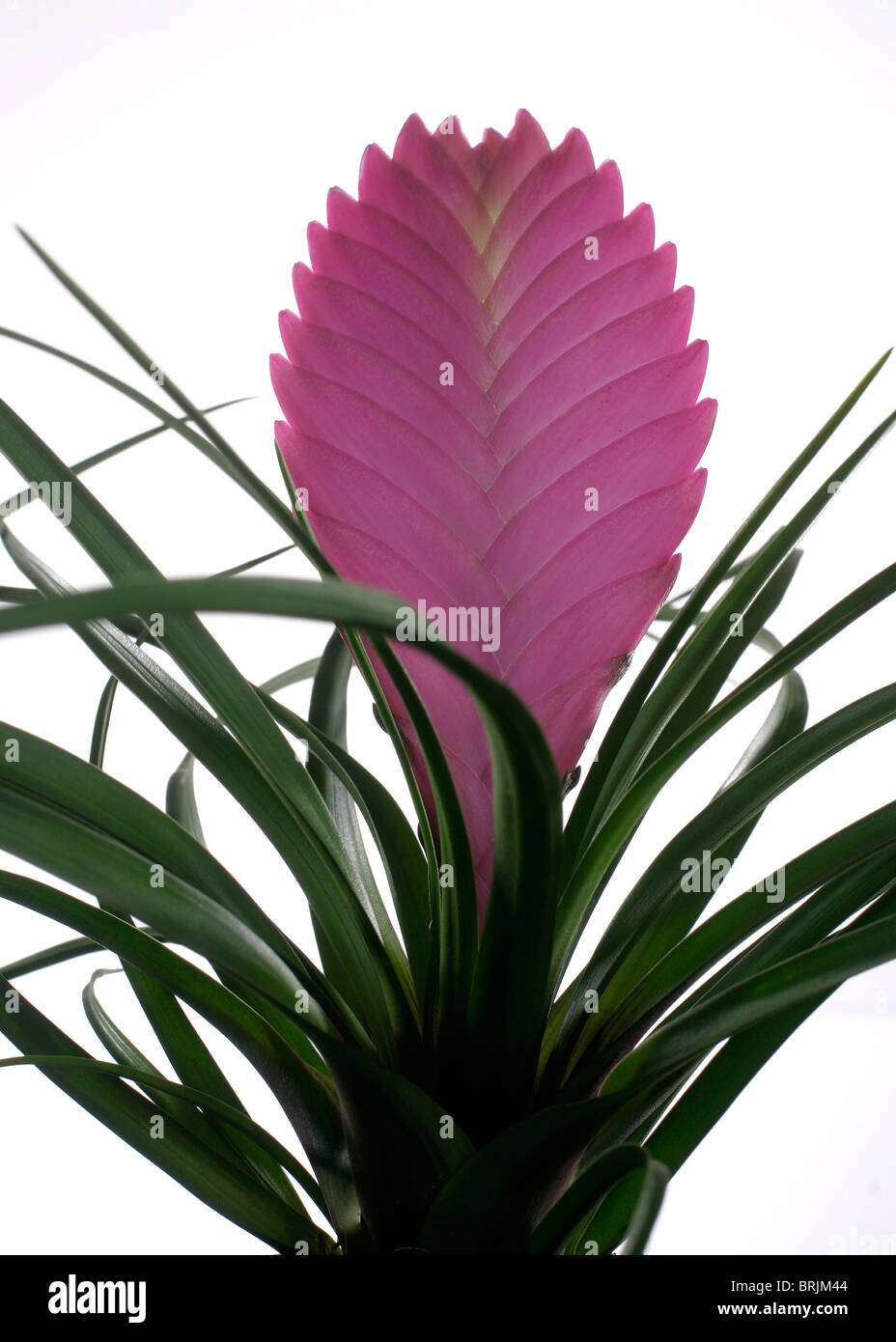 Pink Quill (Tillandsia cyanea Stock Photo - Alamy