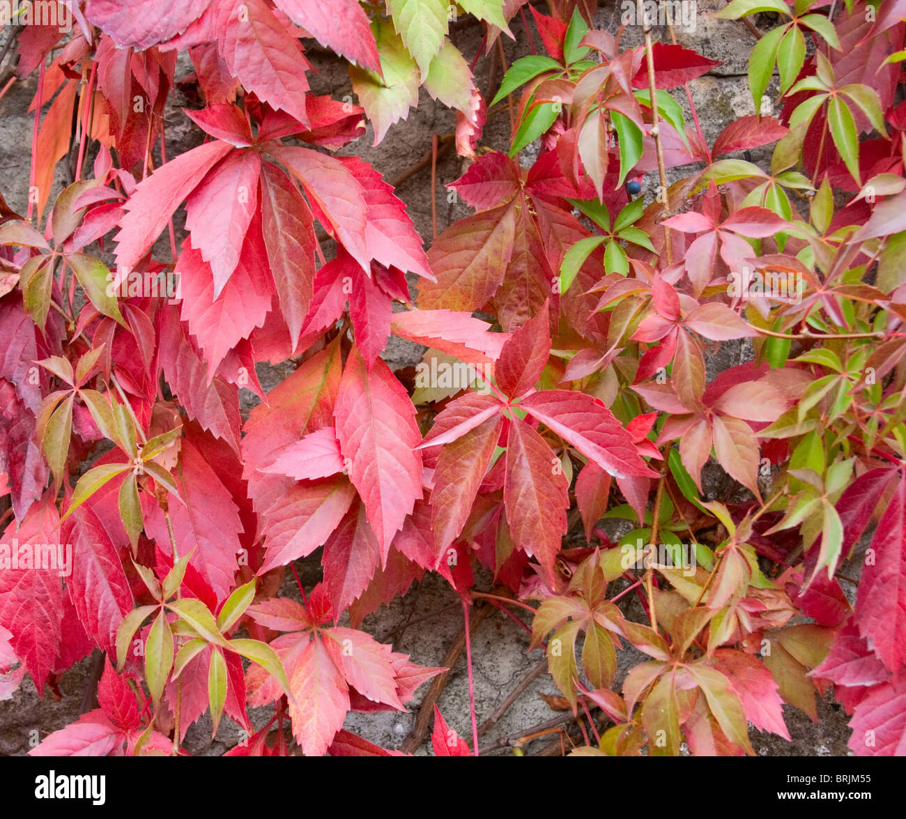 Ivy leaf hi-res stock photography and images - Alamy