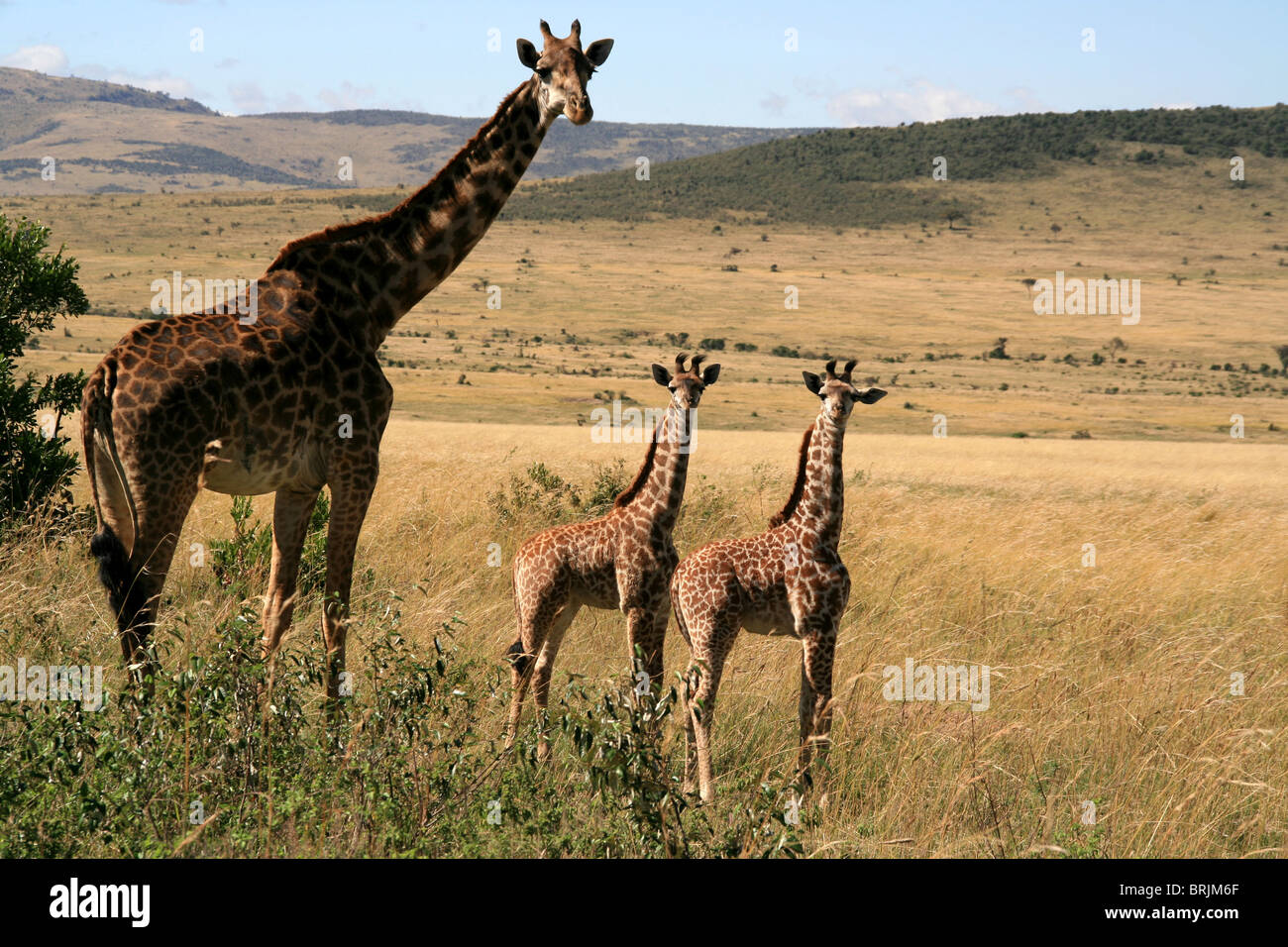Giraffes In The Maasai Stock Photo Of Maasai Giraffes (Giraffa