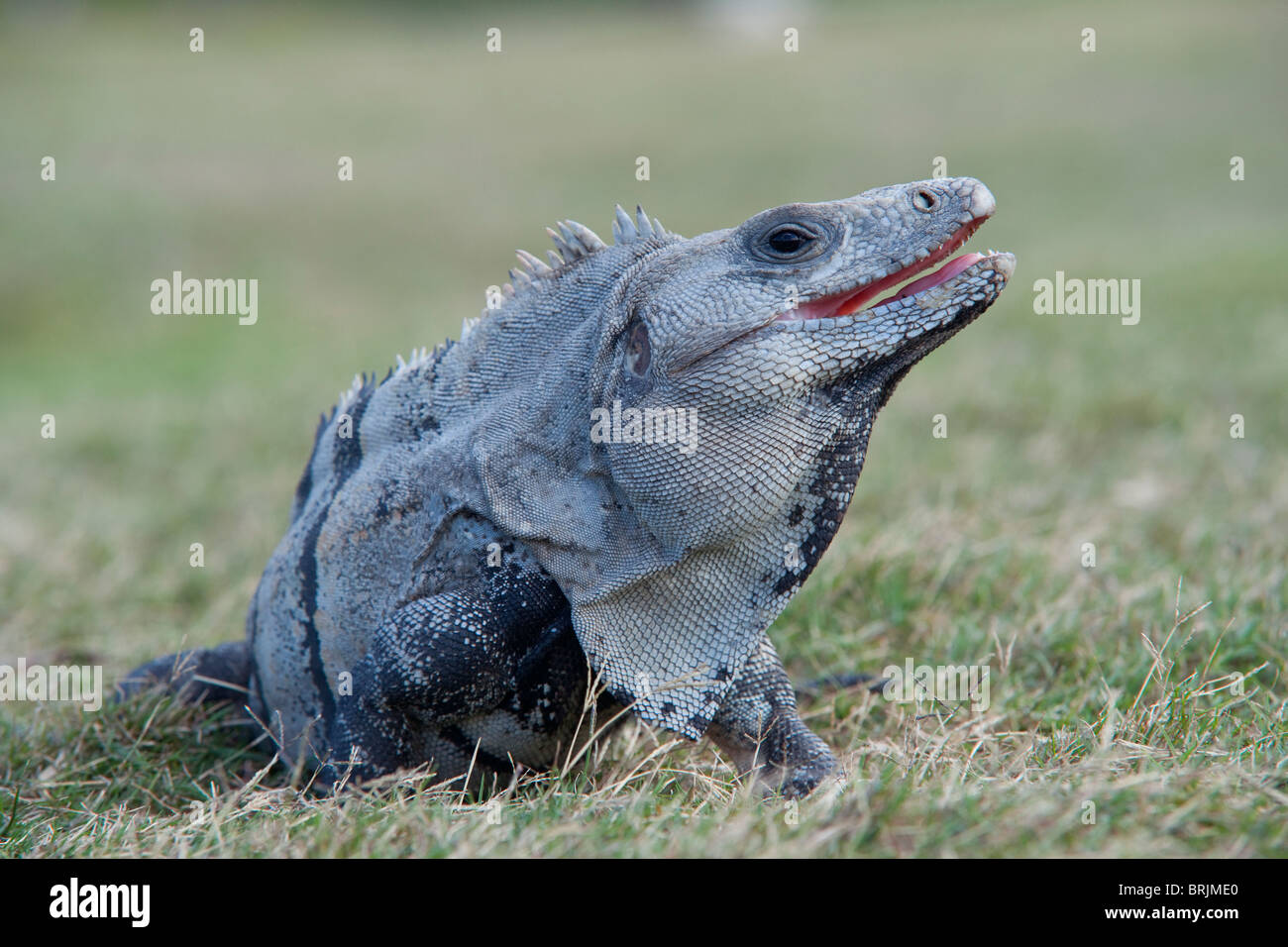 Portrait of Lizard Stock Photo - Alamy