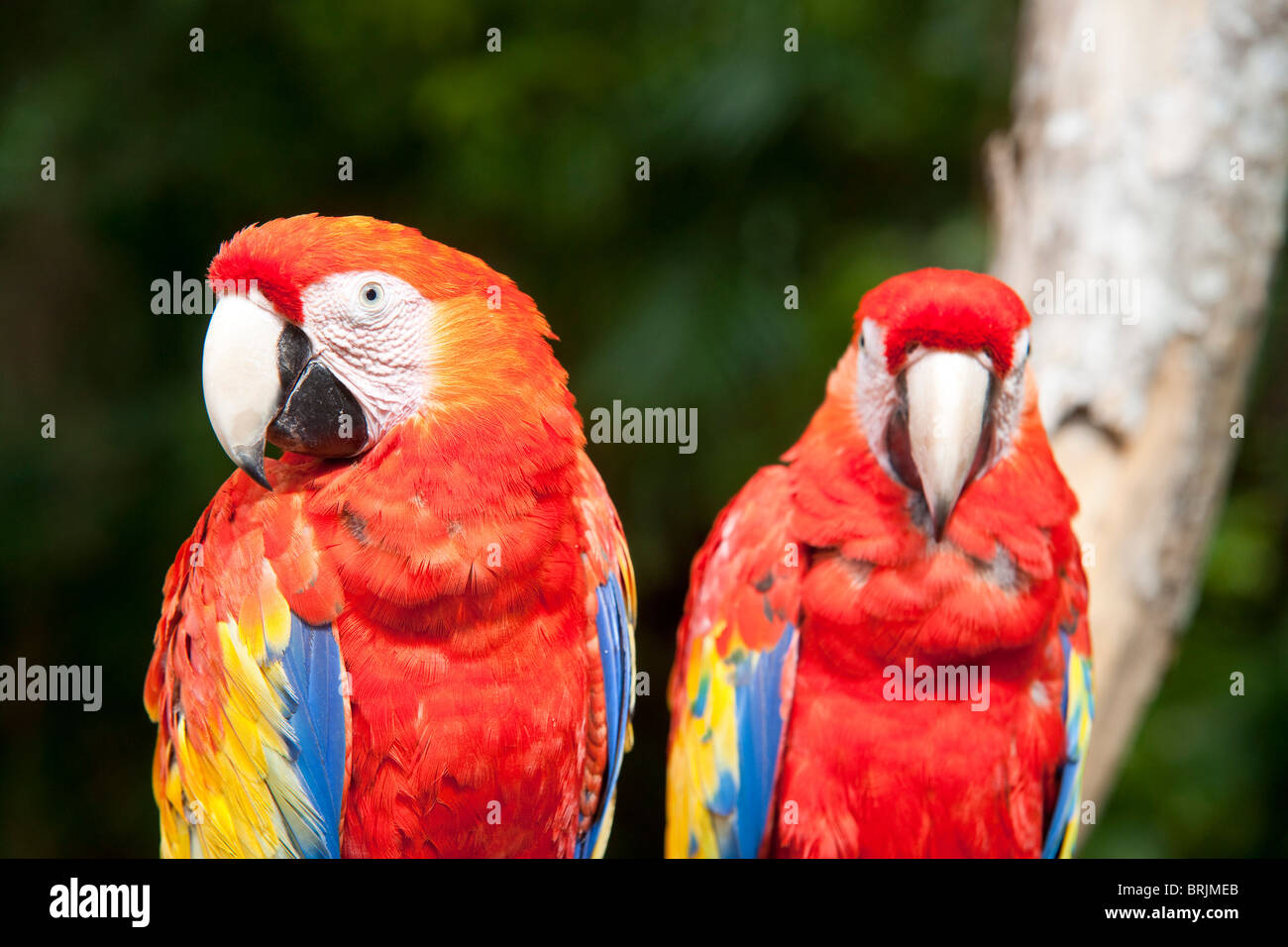 Close-up of Parrots Stock Photo - Alamy