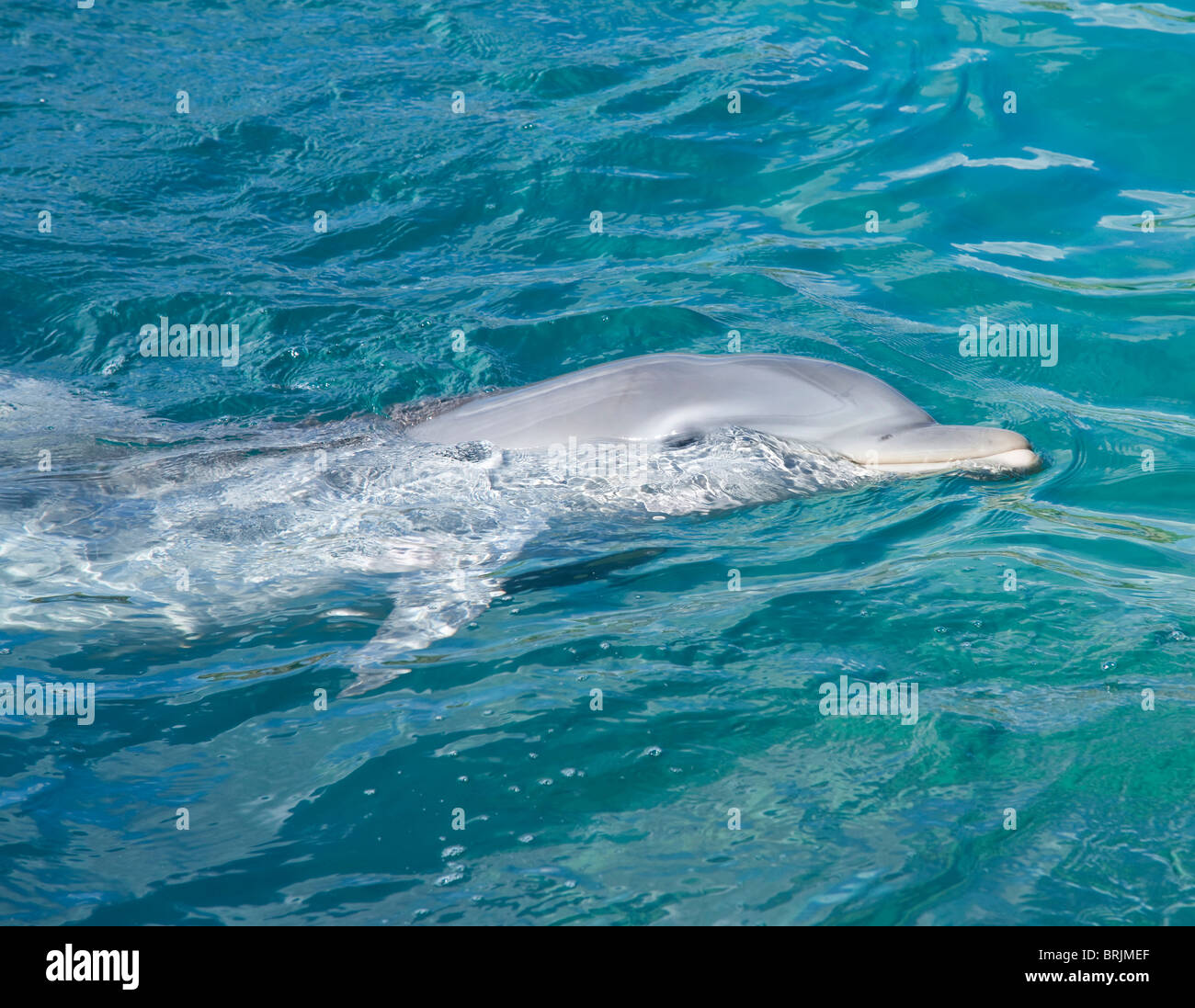 Dolphin Side View High Resolution Stock Photography and Images - Alamy
