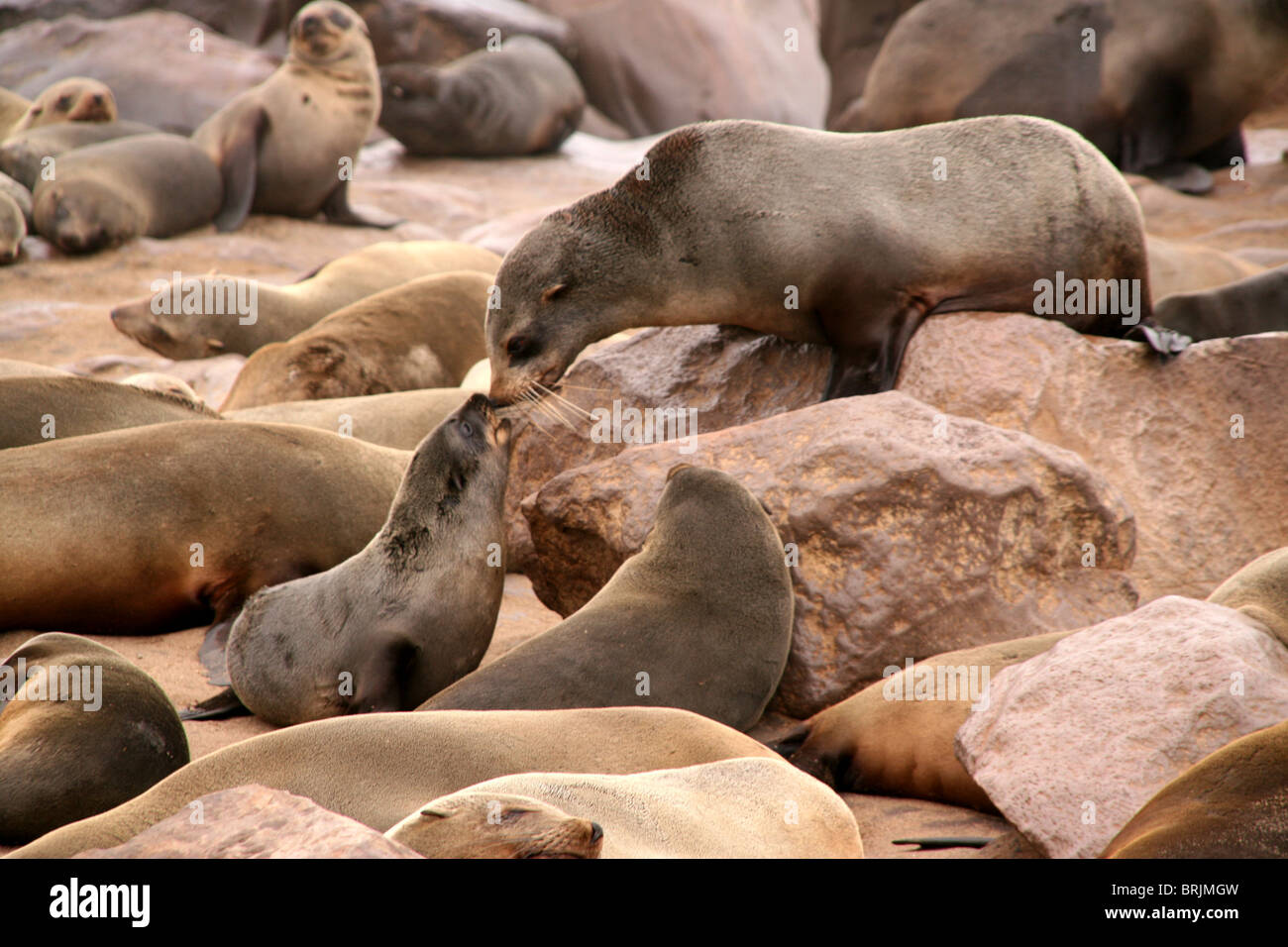 Two baby seals hi-res stock photography and images - Alamy