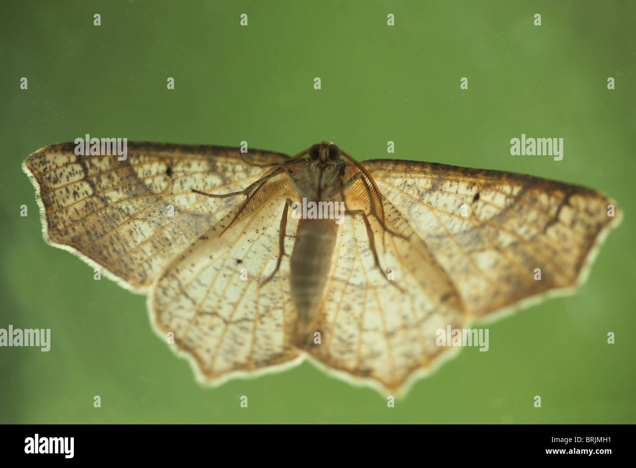 Close-up of Moth on a Window Stock Photo - Alamy