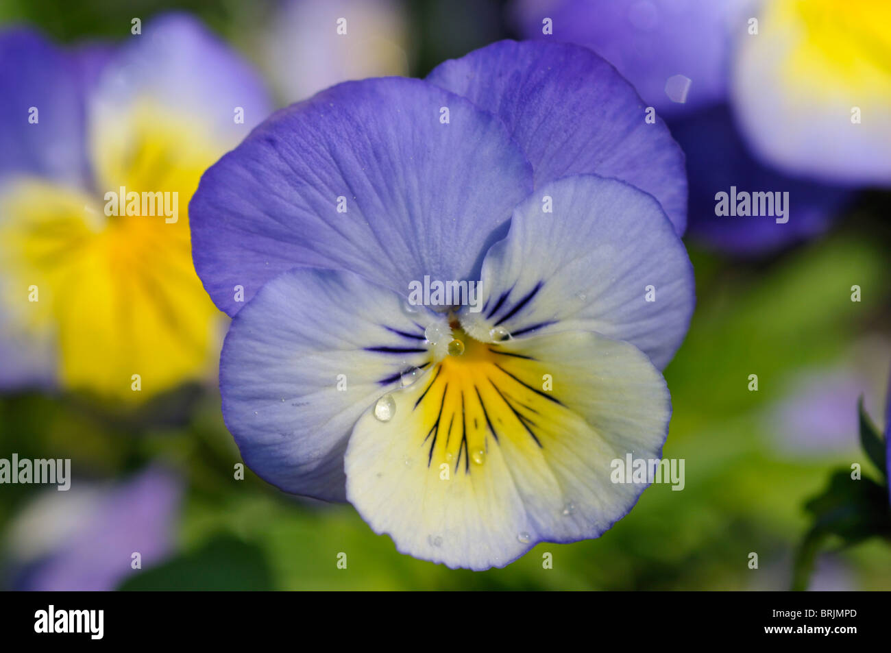 Photo of yellow viola hi-res stock photography and images - Alamy