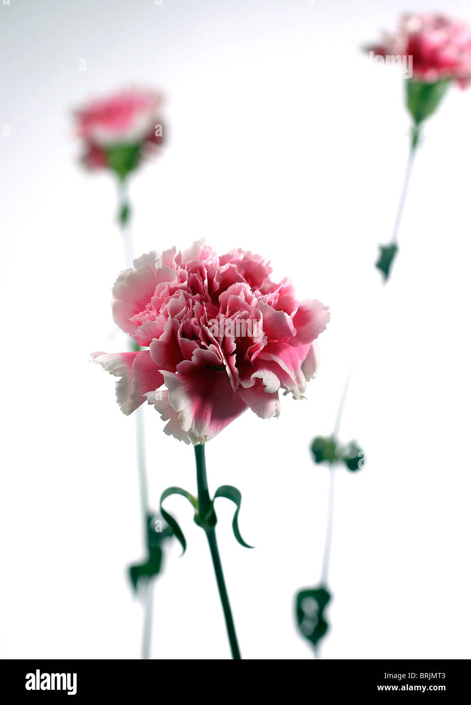 Three pink carnation flowers hi-res stock photography and images - Alamy