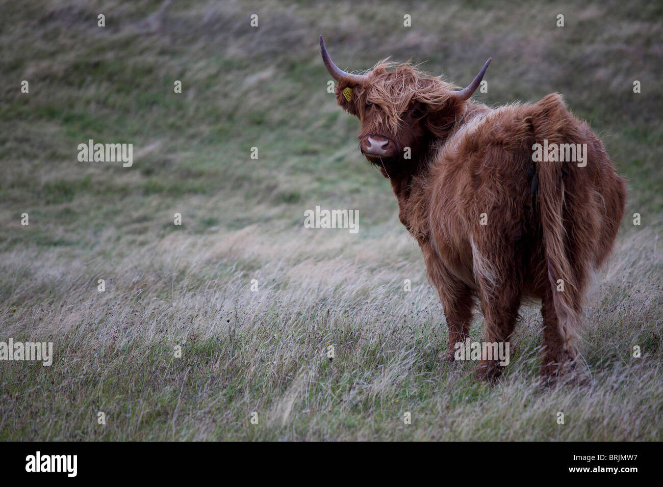 Highland cow windy hi-res stock photography and images - Alamy