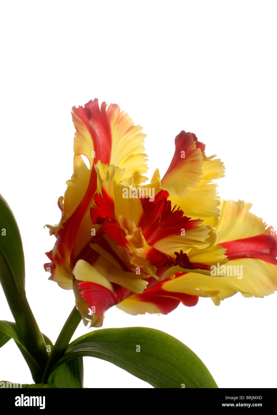 Texas flame tulip (or parrot tulip or flaming parrot tulip Stock Photo ...