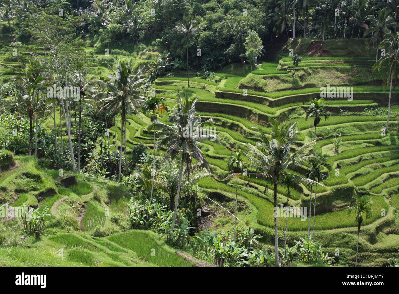 Padi fields hi-res stock photography and images - Alamy