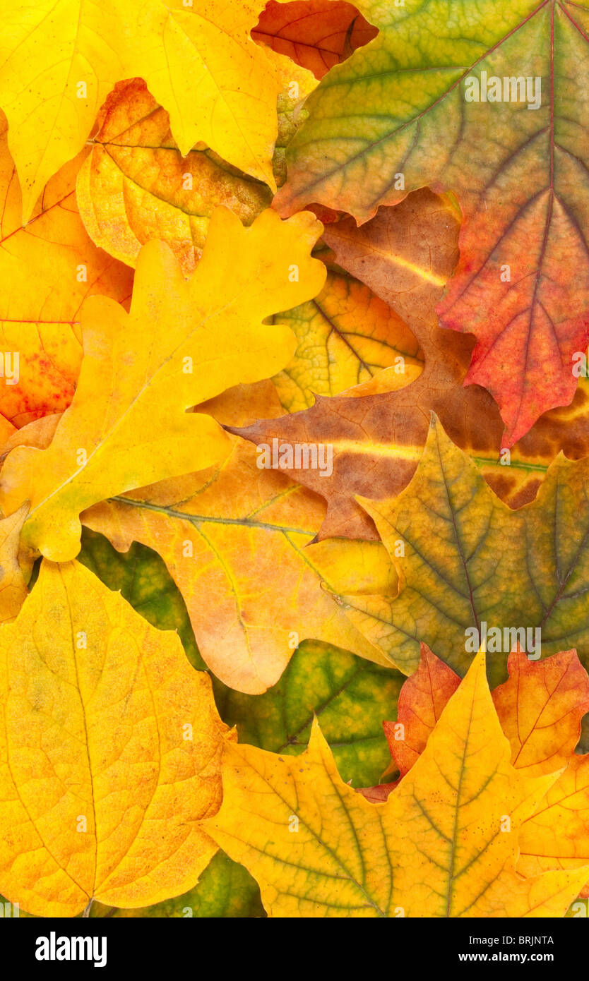 Beautiful yellow autumn leaves background Stock Photo - Alamy