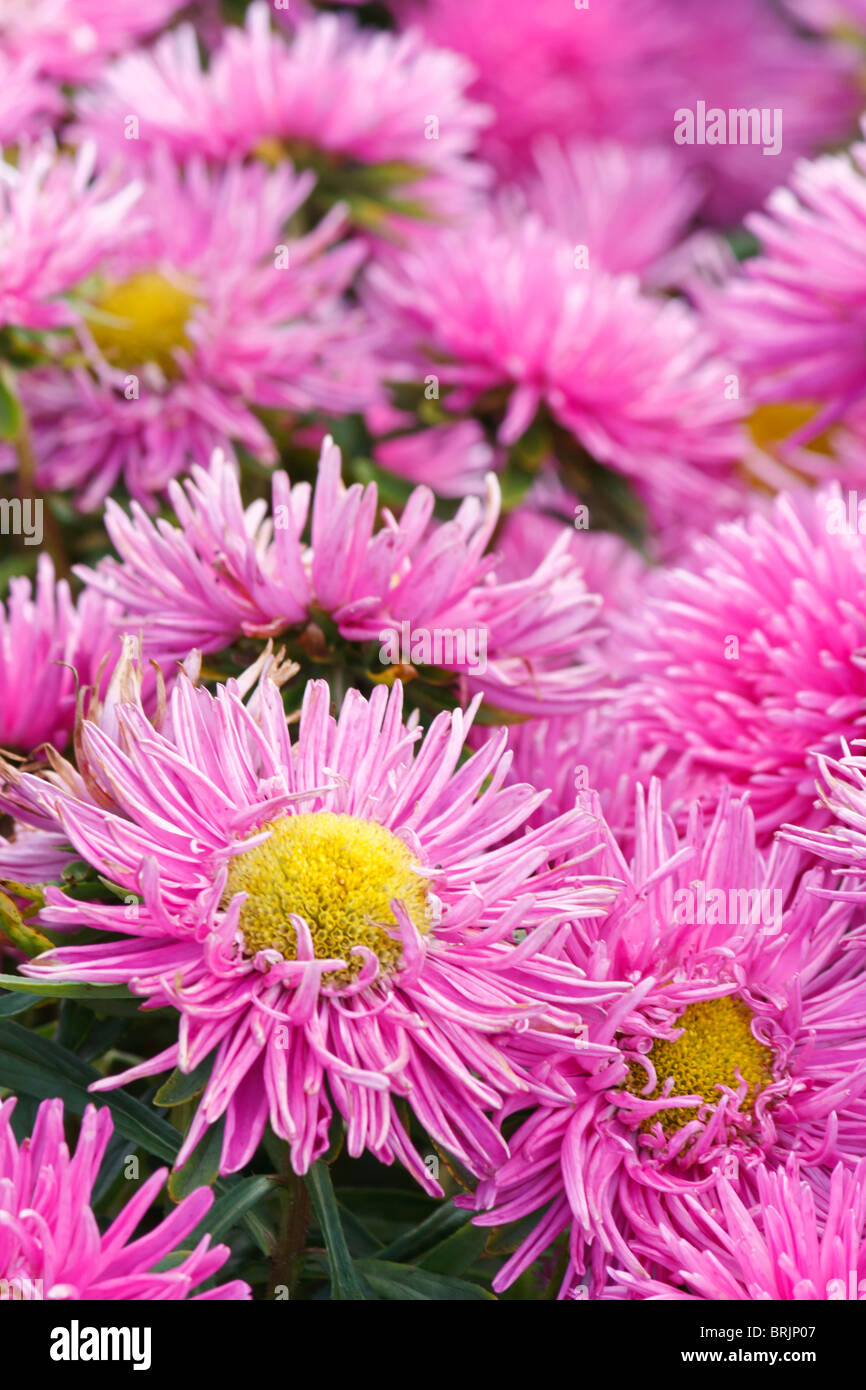 Fall flower bed design chrysanthemum hi-res stock photography and ...