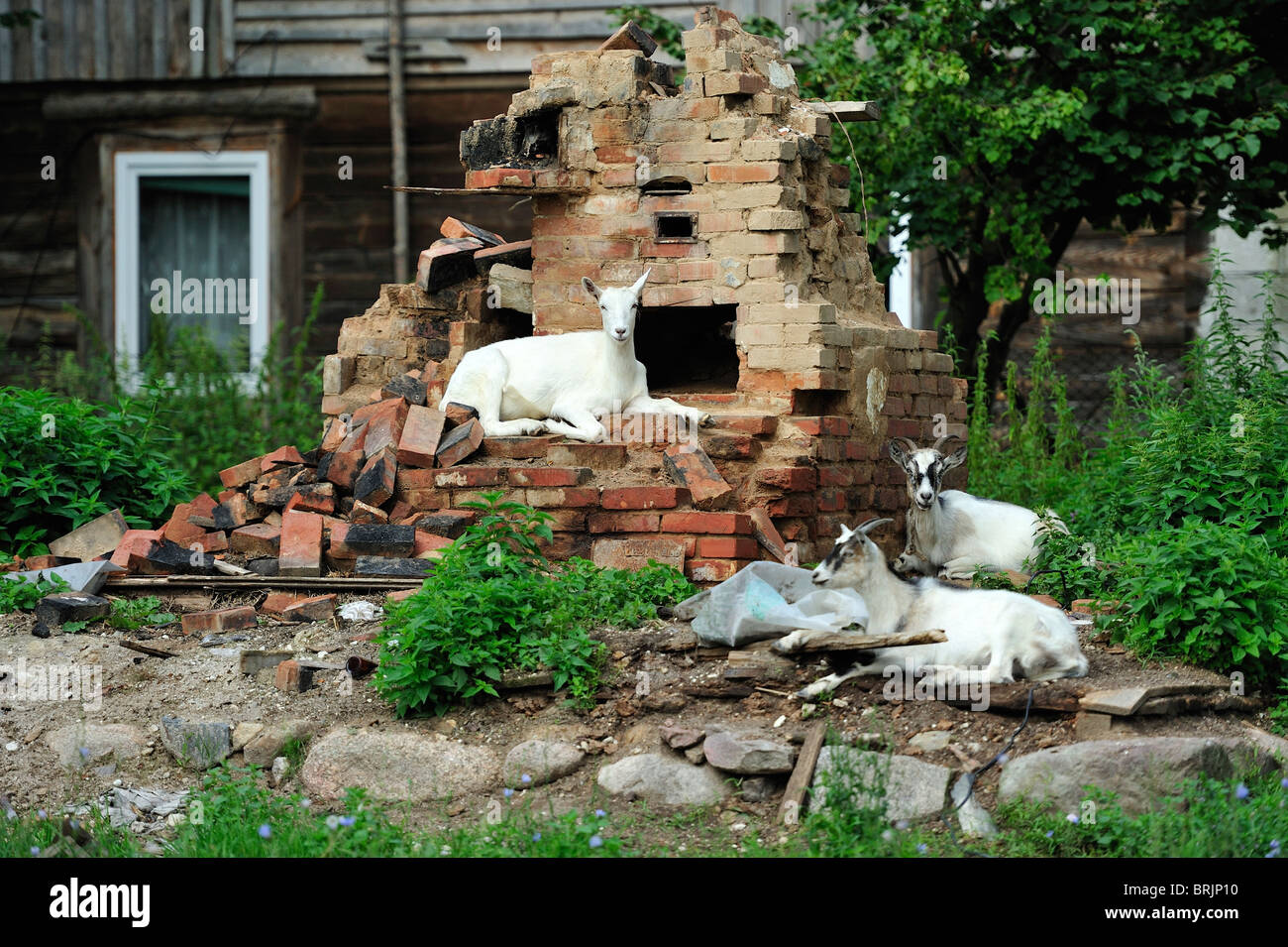 goats on the chimney of distroyed house Stock Photo - Alamy