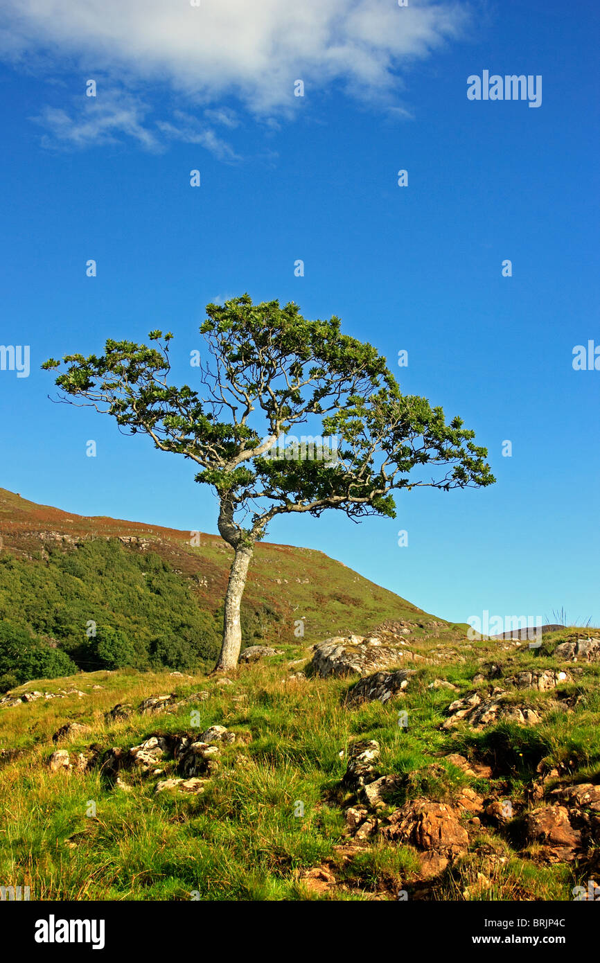 Mull tree hi-res stock photography and images - Alamy