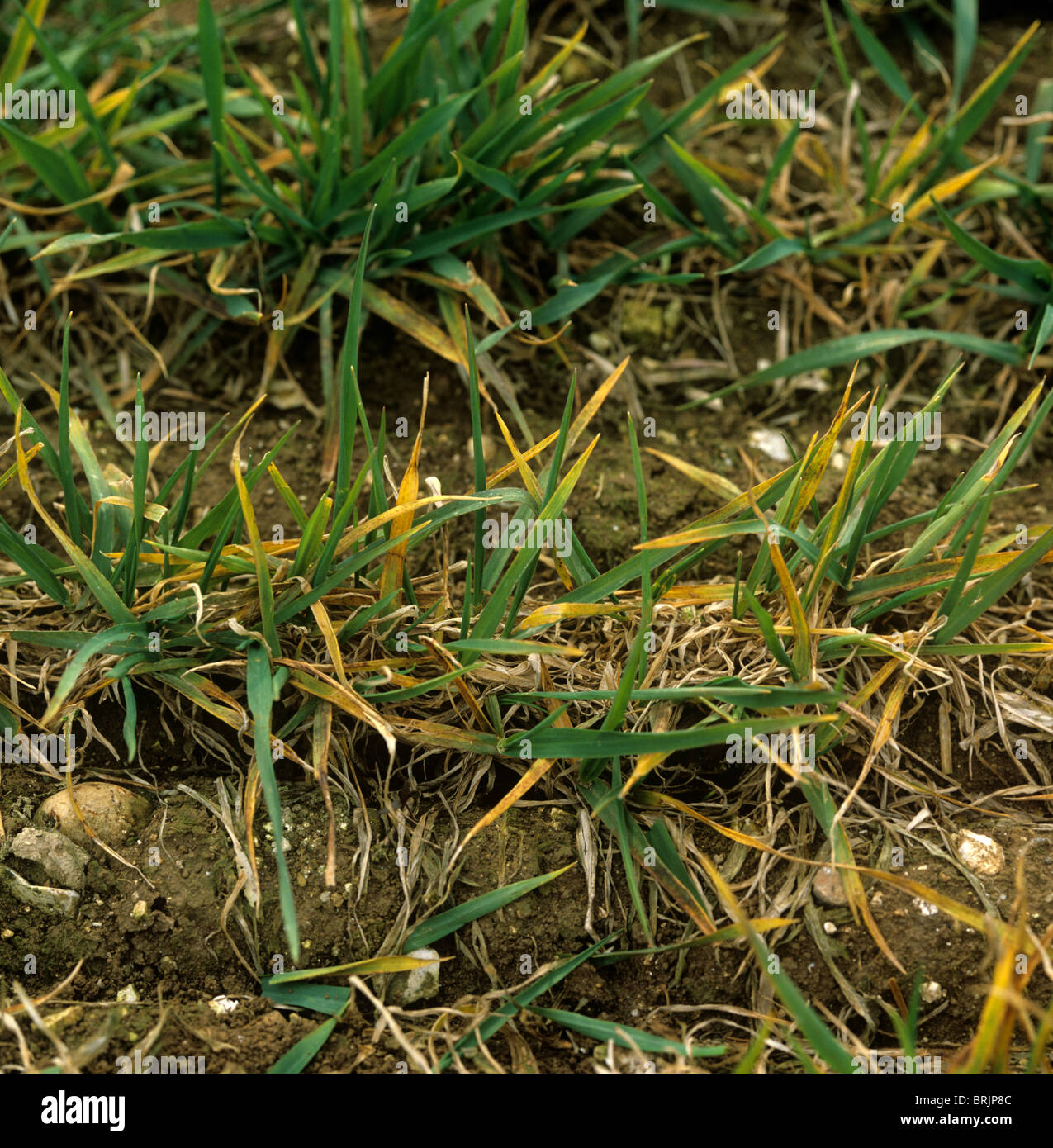 Bydv barley yellow dwarf virus hi-res stock photography and images - Alamy