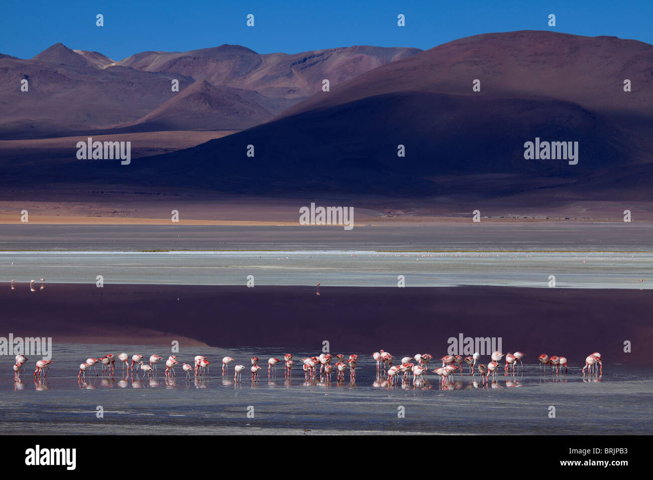 James flamingos on Laguna Colorada, Eduardo Avaroa Andean Fauna ...