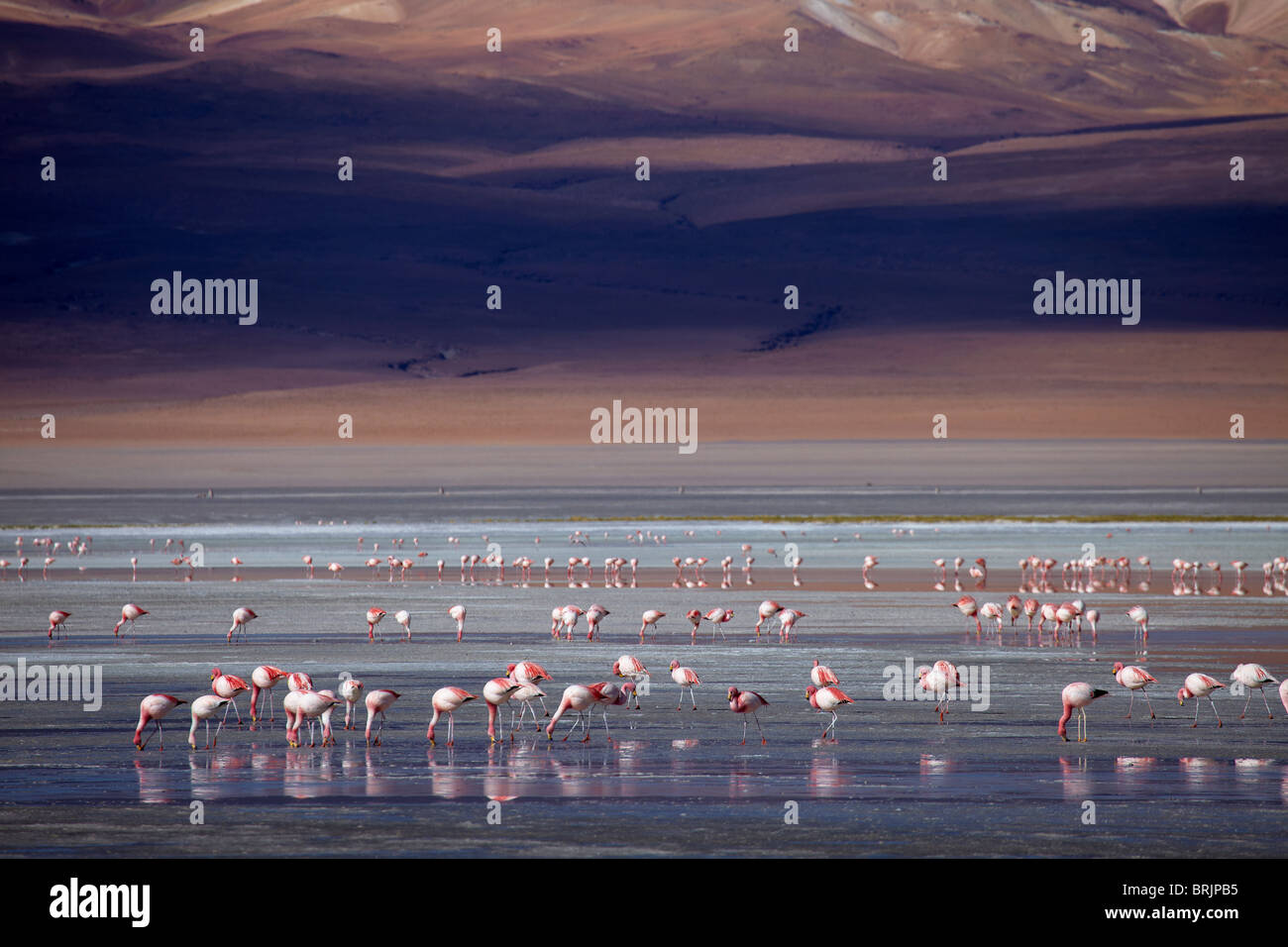 James flamingos on Laguna Colorada, Eduardo Avaroa Andean Fauna ...