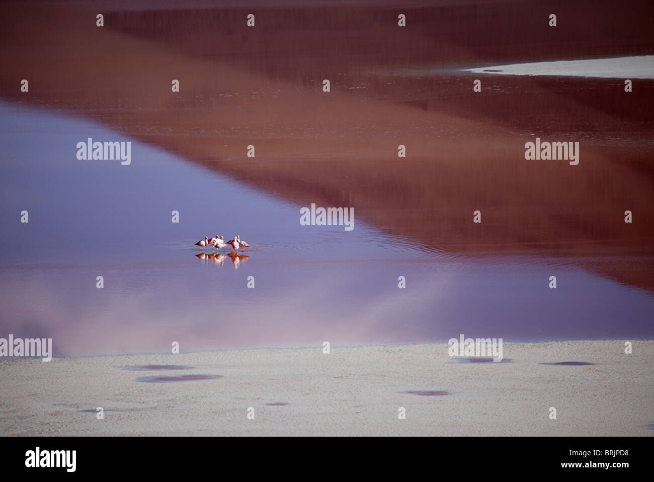 James flamingos on Laguna Colorada, Eduardo Avaroa Andean Fauna ...
