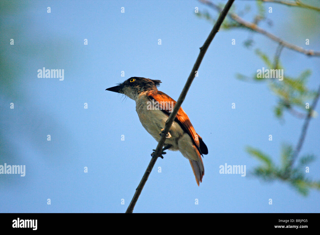 Female Black-and-white Shrike-flycatcher, Entebbe Uganda Stock Photo ...
