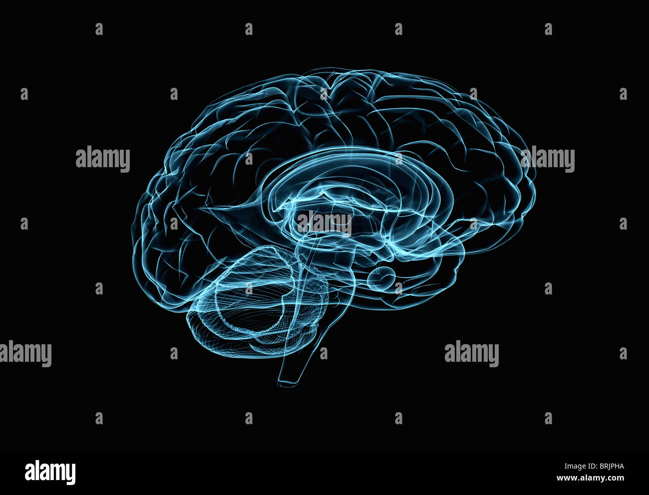 xray illustration of the human brain Stock Photo - Alamy