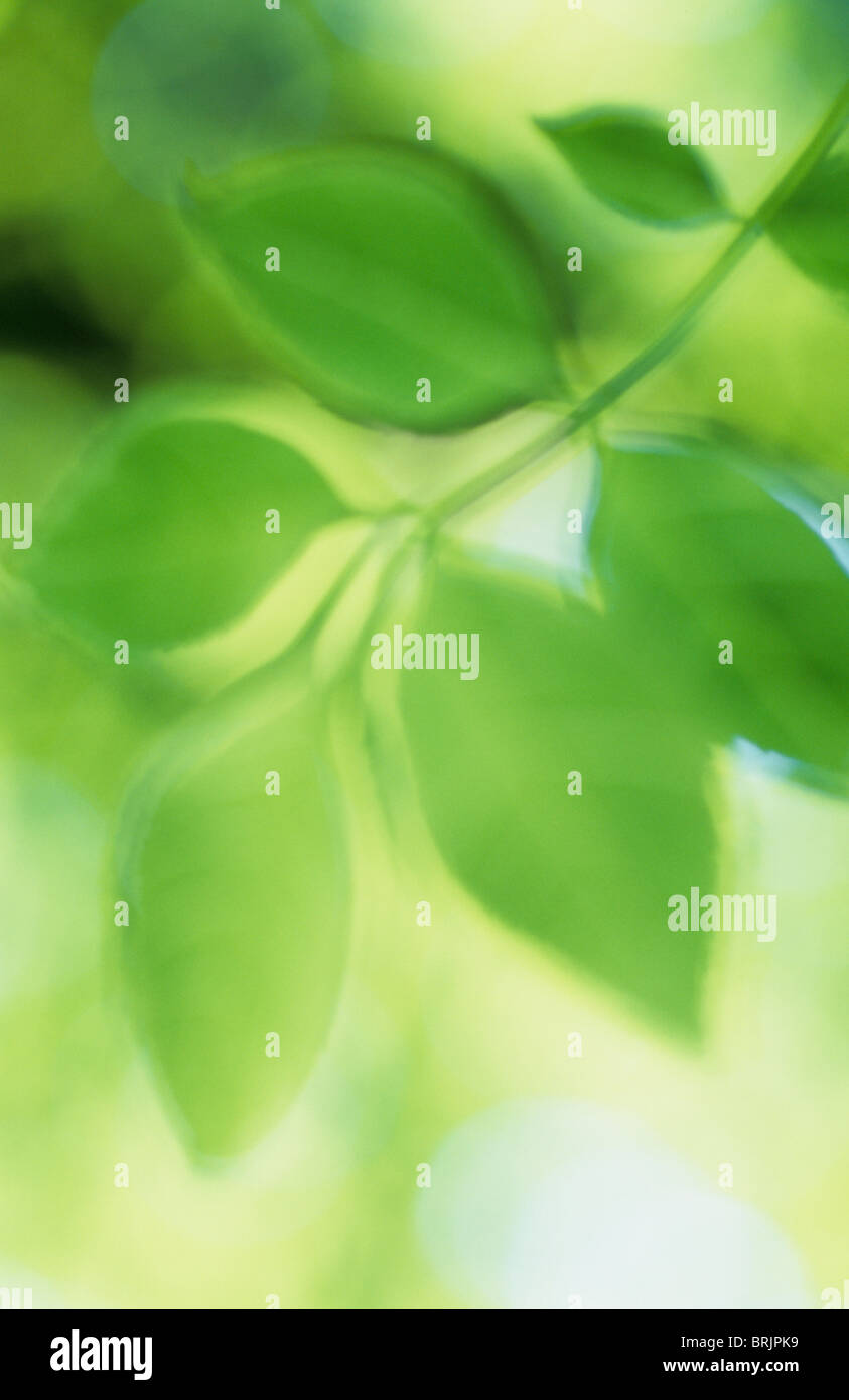 Backlit leaf hi-res stock photography and images - Alamy