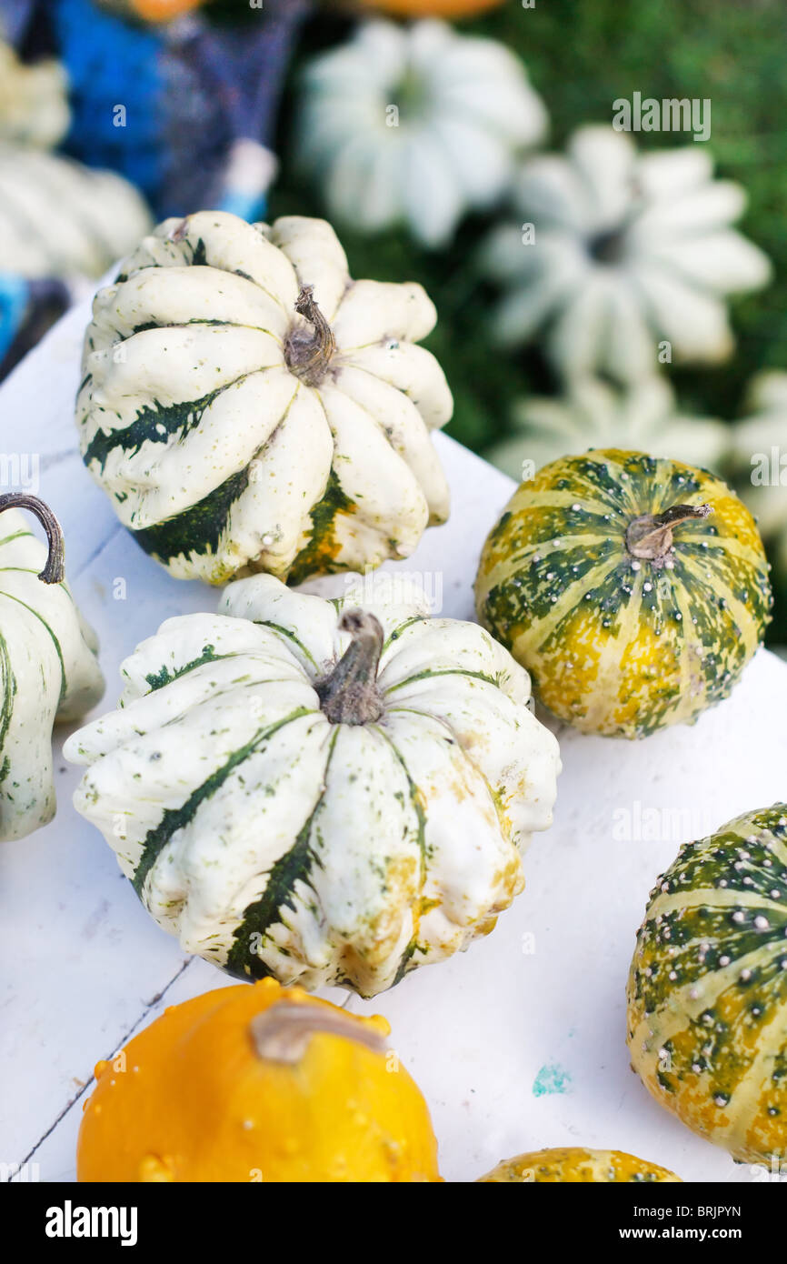 Pumpkins collection hi-res stock photography and images - Alamy