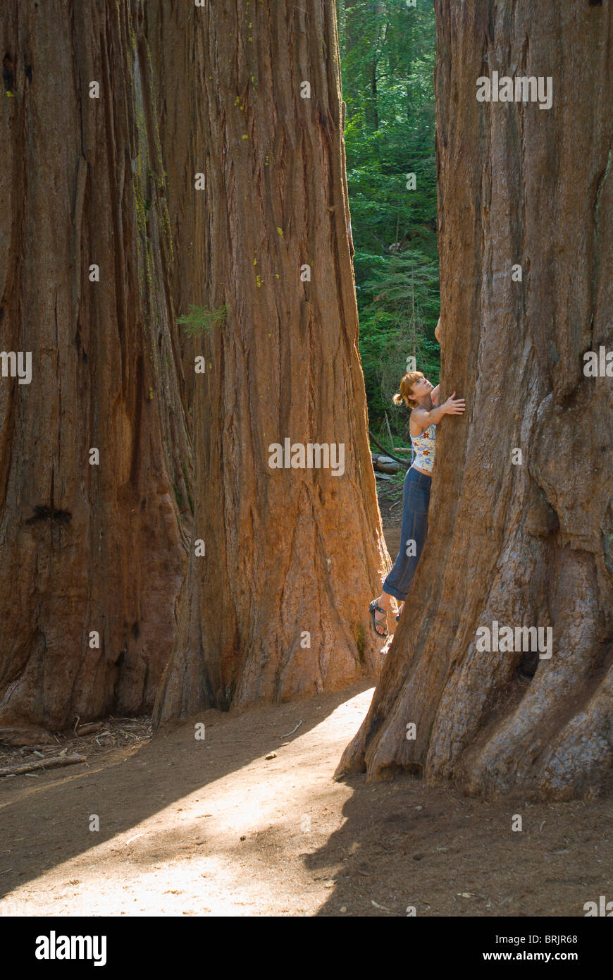 A young woman hugs a large redwood tree Stock Photo - Alamy
