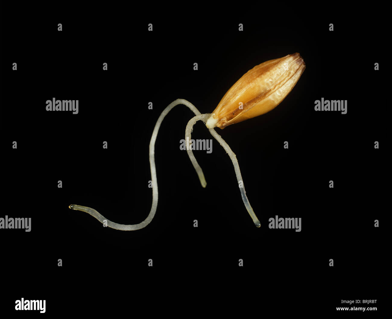Barley seed just beginning to germinate with root (radicle) developing ...