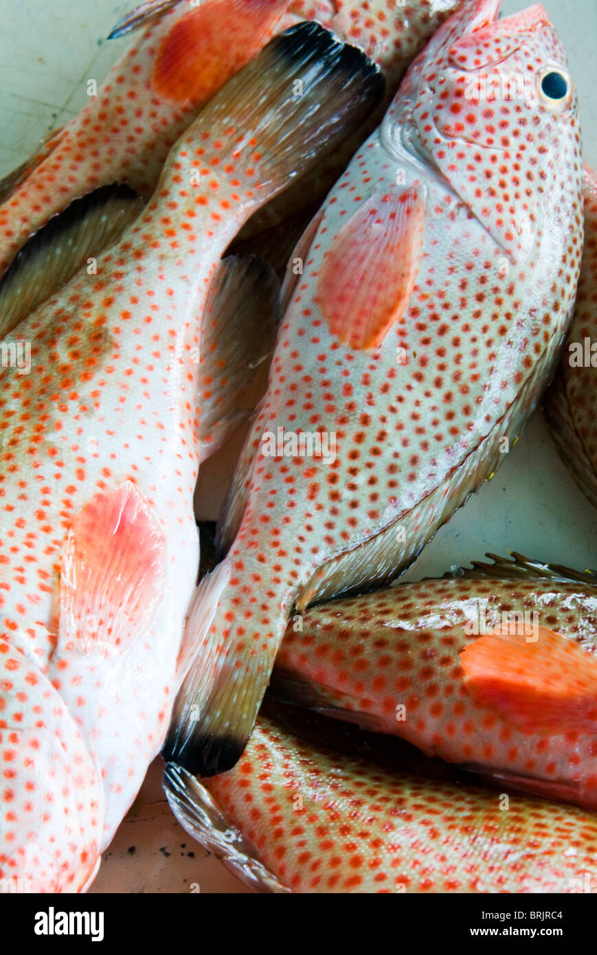 Antigua caribbean fish hi-res stock photography and images - Alamy