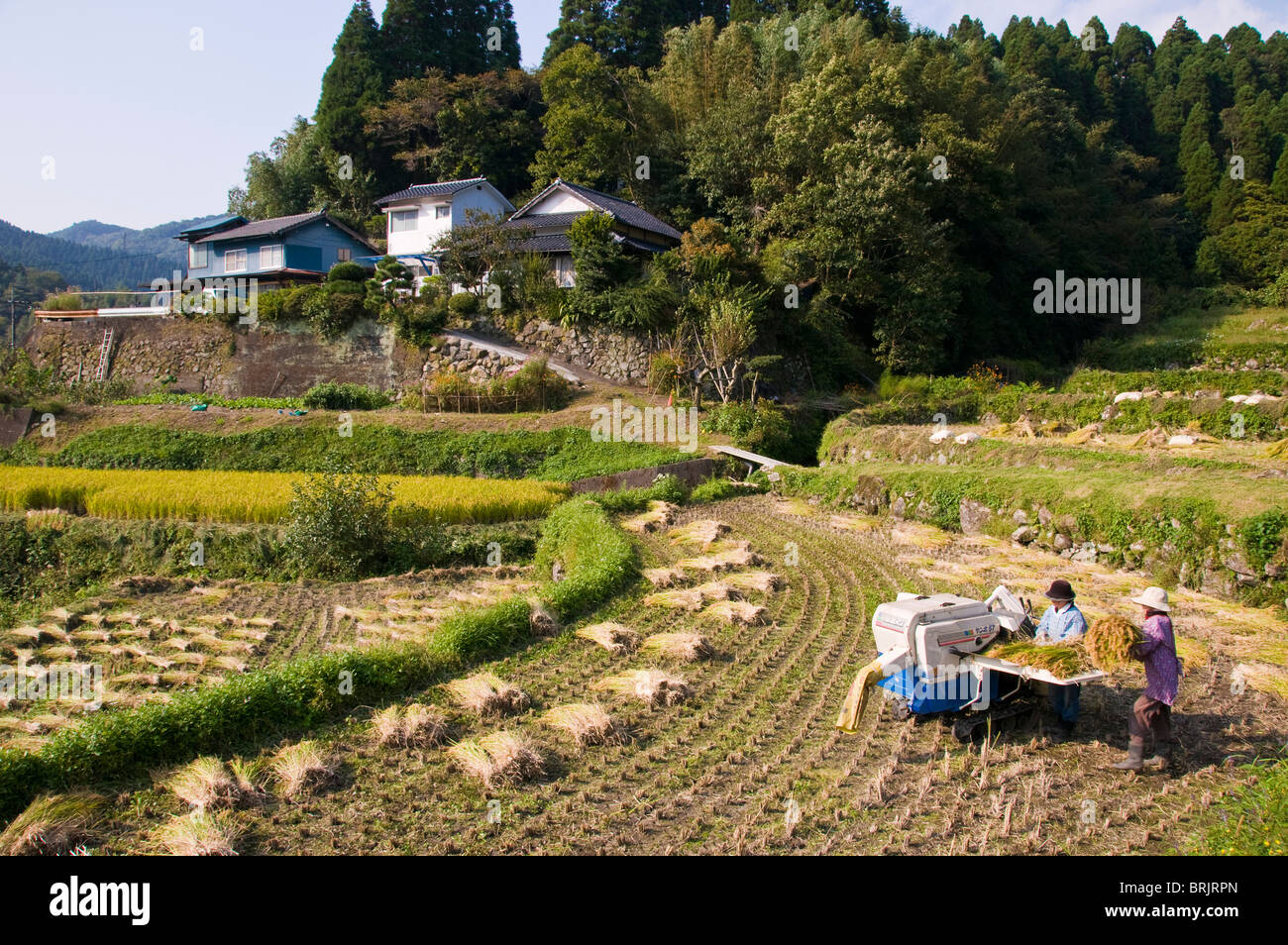 Threshing freshly harvested rice in a small terraced paddi field near ...